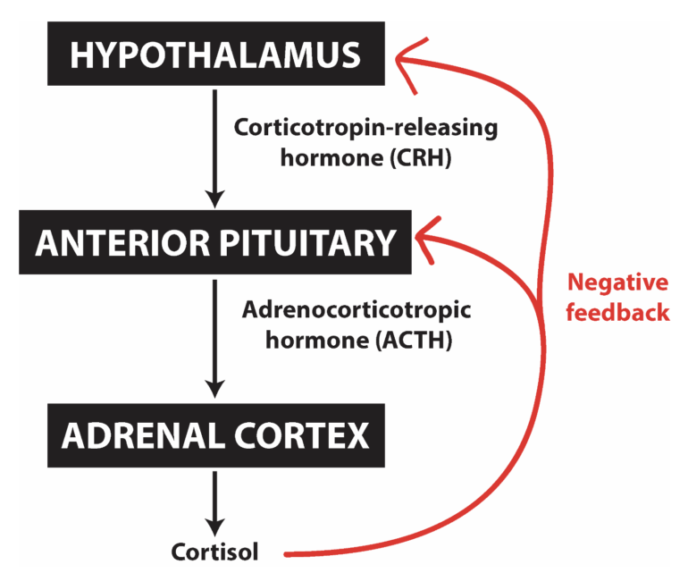 Cushing's syndrome | OSCEstop | OSCE Learning